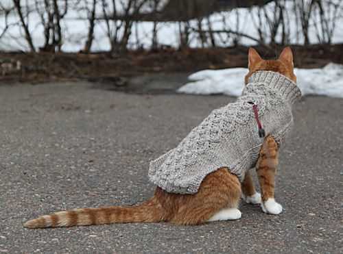 Knit a Cozy Sweater for Your Cat for Free