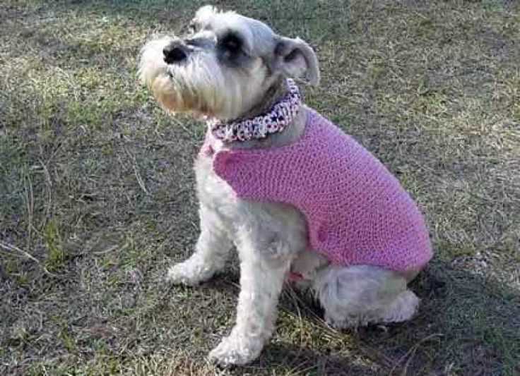 Knitting Patterns for Small Dog Coats