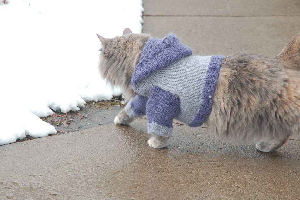Knit a Cozy Sweater for Your Cat for Free