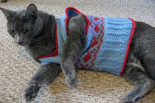 Knit a Cozy Sweater for Your Cat for Free