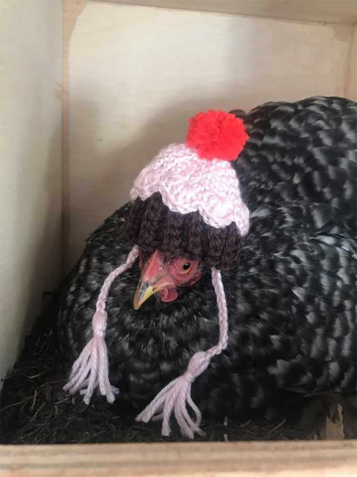 Unique Knitting Patterns for Cozy Chicken Coats