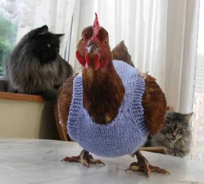Unique Knitting Patterns for Cozy Chicken Coats