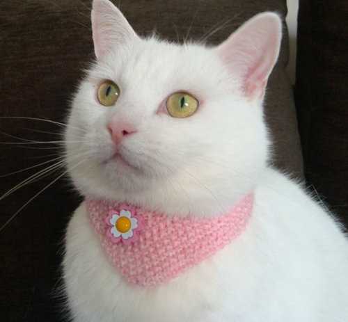 Stylish DIY: Knit Your Own Cat Collar
