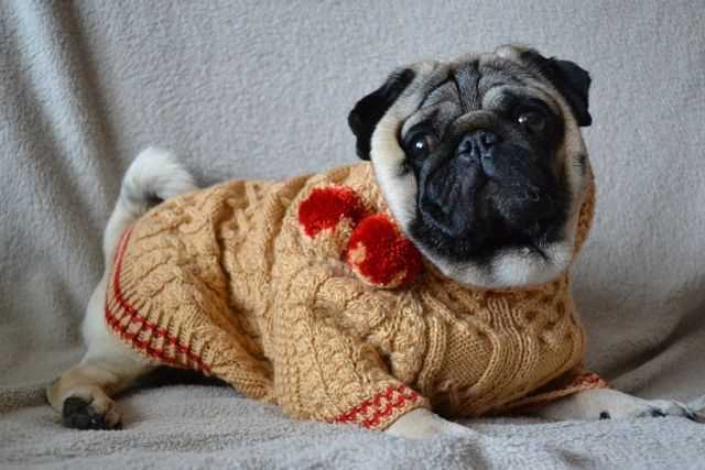 Cozy and Cute: Knit a Pug Sweater