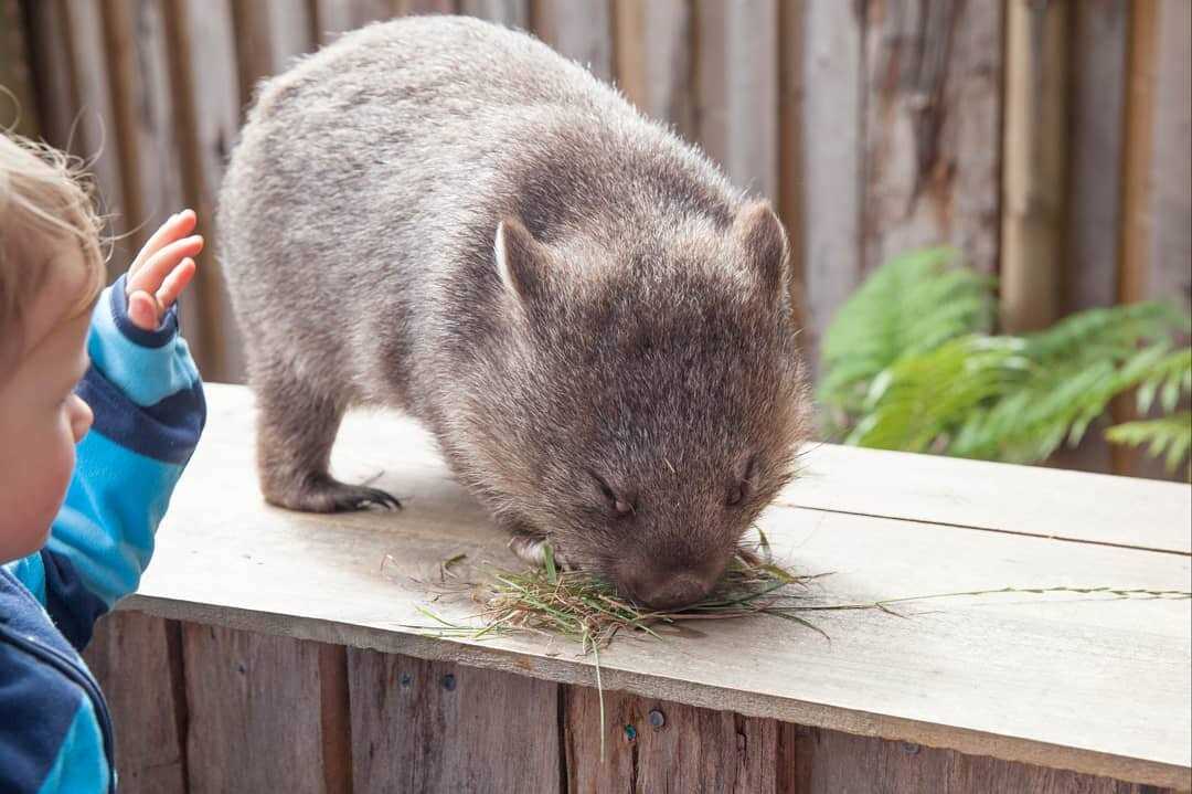 Knit Your Own Wombat with this Simple Pattern