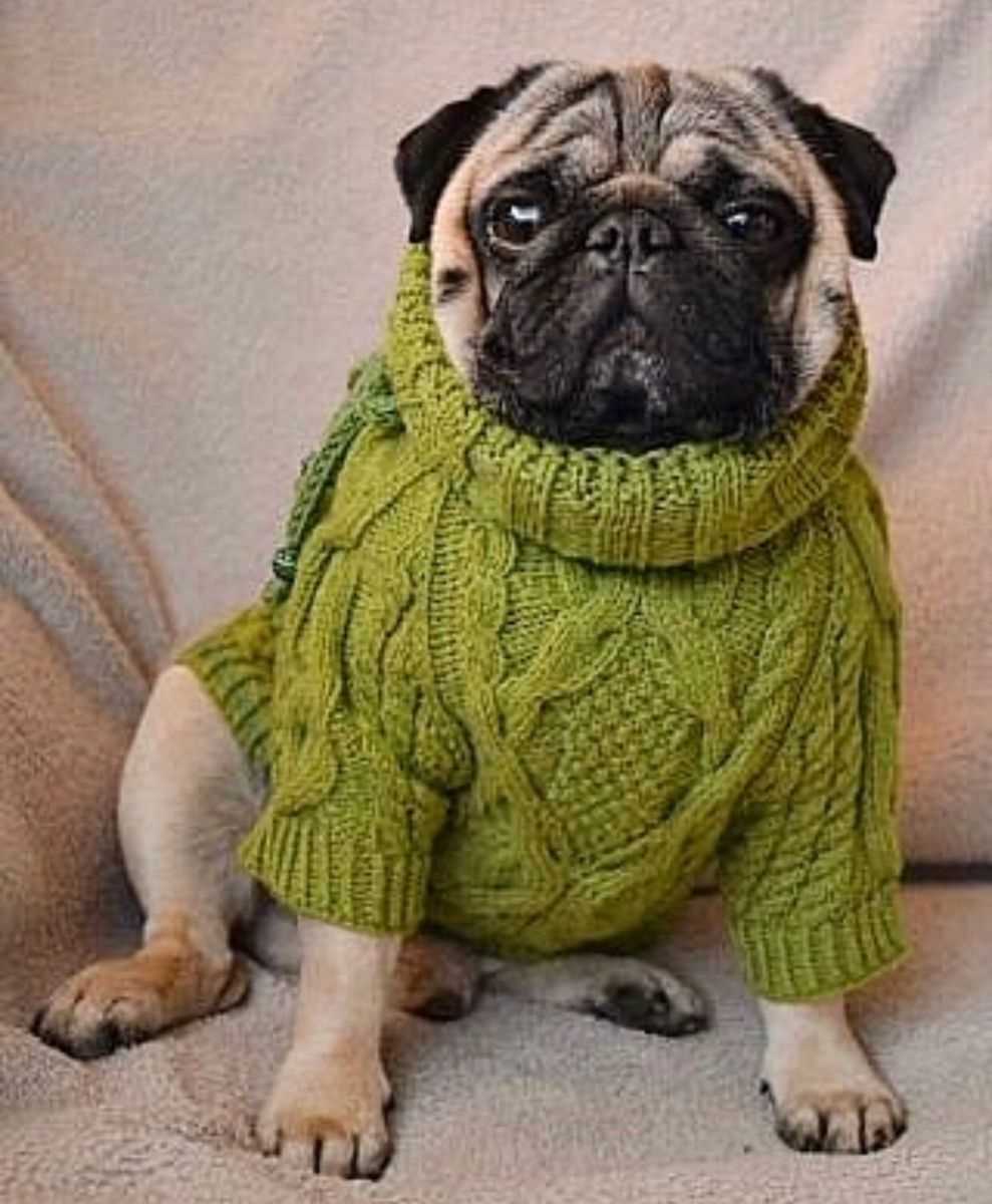Cozy and Cute: Knit a Pug Sweater