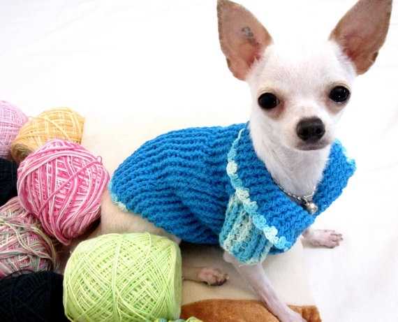 Charming Chihuahua Sweater Knitting Patterns